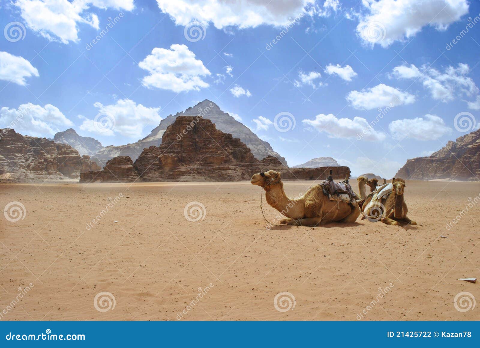 Dromedaries in Wadi Rum Desert, Jordan Stock Photo - Image of camels ...
