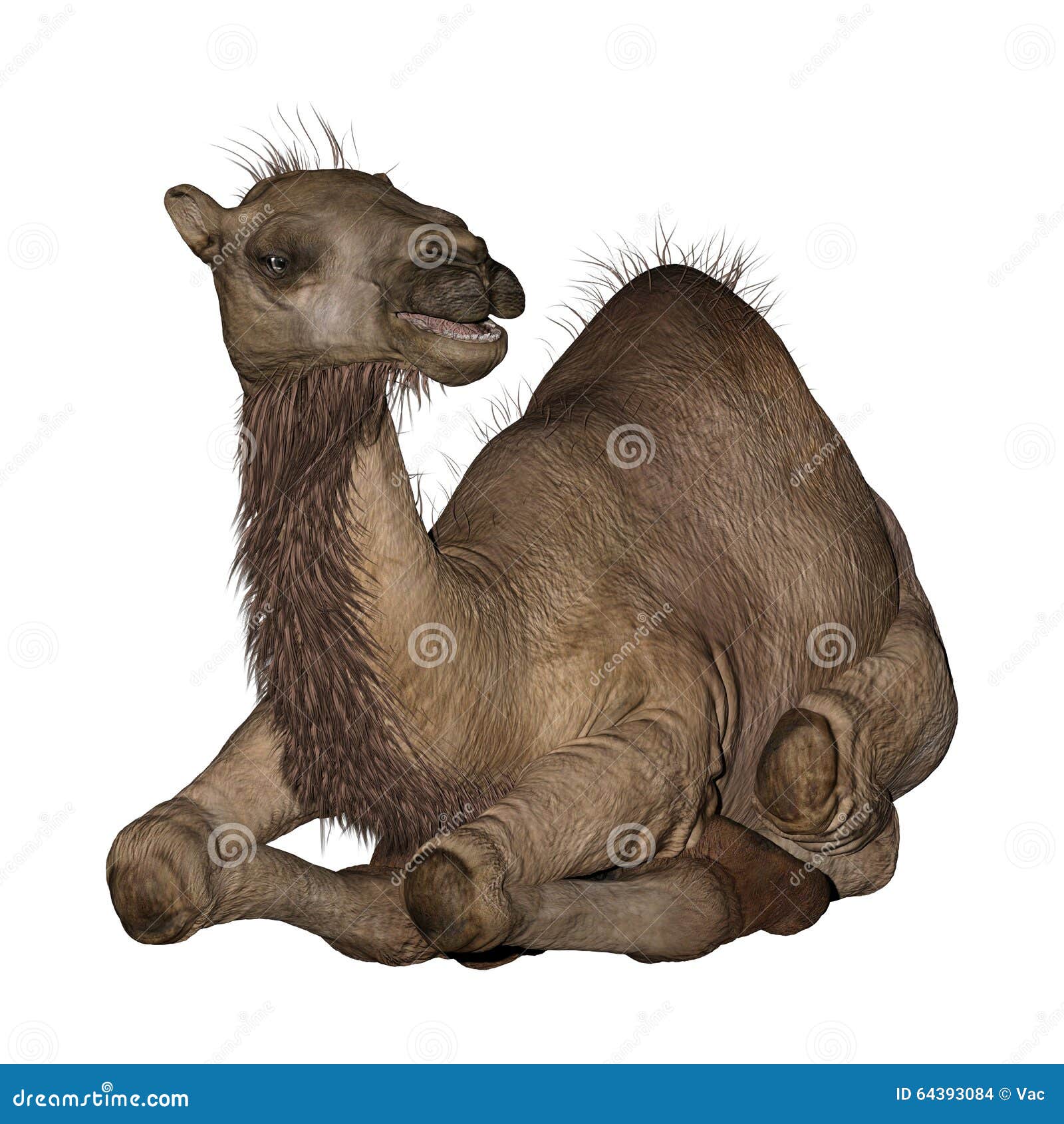 Arabian Camel Dromedary Vector Flat Isolated Illustration ...