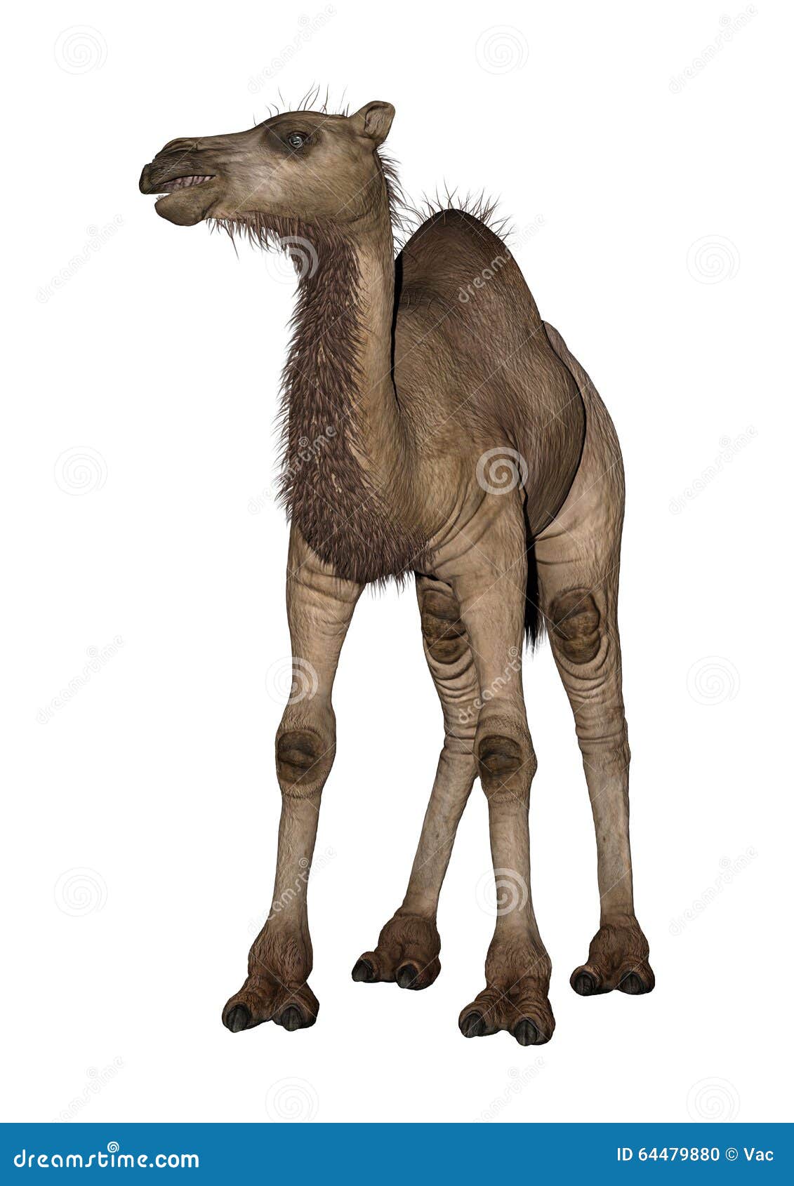 Two Dromedary Arabian Camels Walks Through A Desert With Dunes And ...