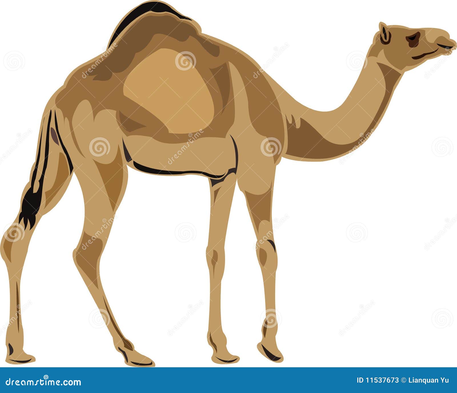 Dromedary Cartoons, Illustrations & Vector Stock Images - 9498 Pictures ...