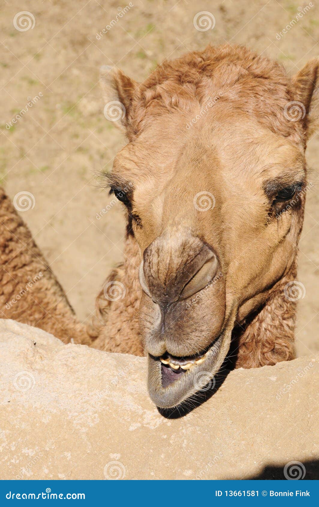 Dromedary Camel stock image. Image of portrait, camel - 13661581