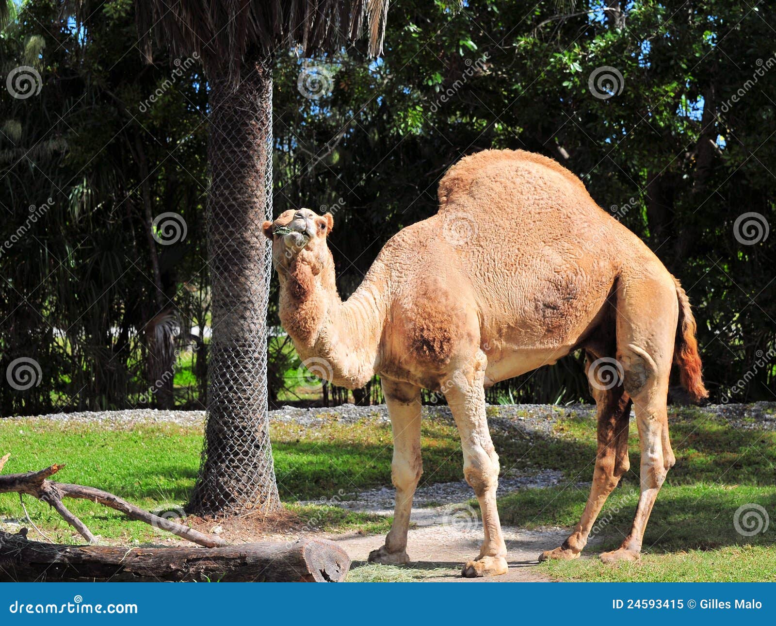 Dromedary camel stock image. Image of wildlife, adult - 24593415
