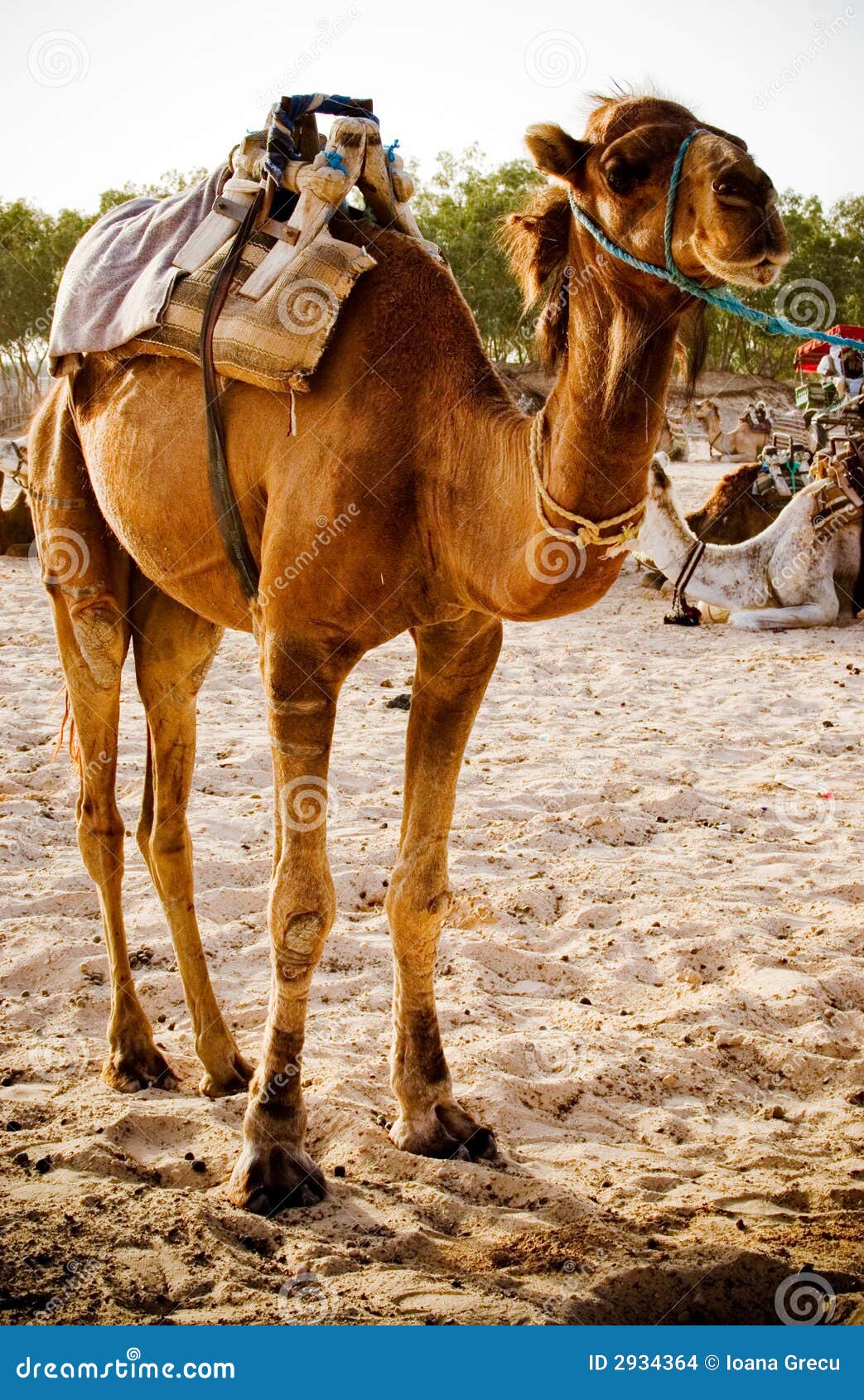 Dromedary camel stock photo. Image of menhira, yellow - 2934364