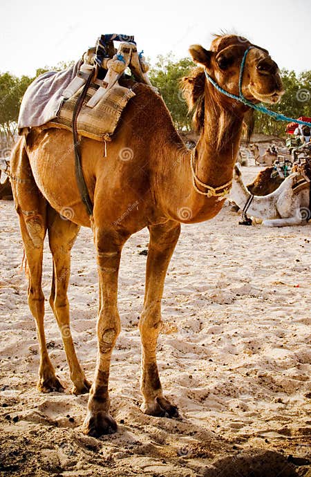 Dromedary camel stock photo. Image of menhira, yellow - 2934364