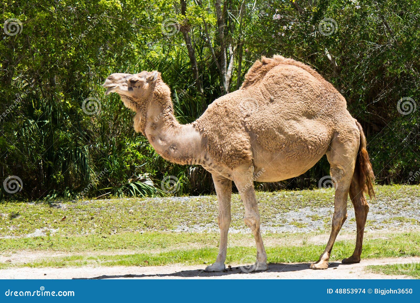 A Dromedary Camel Looks At The Camera In An Enclosure In An Exotic ...