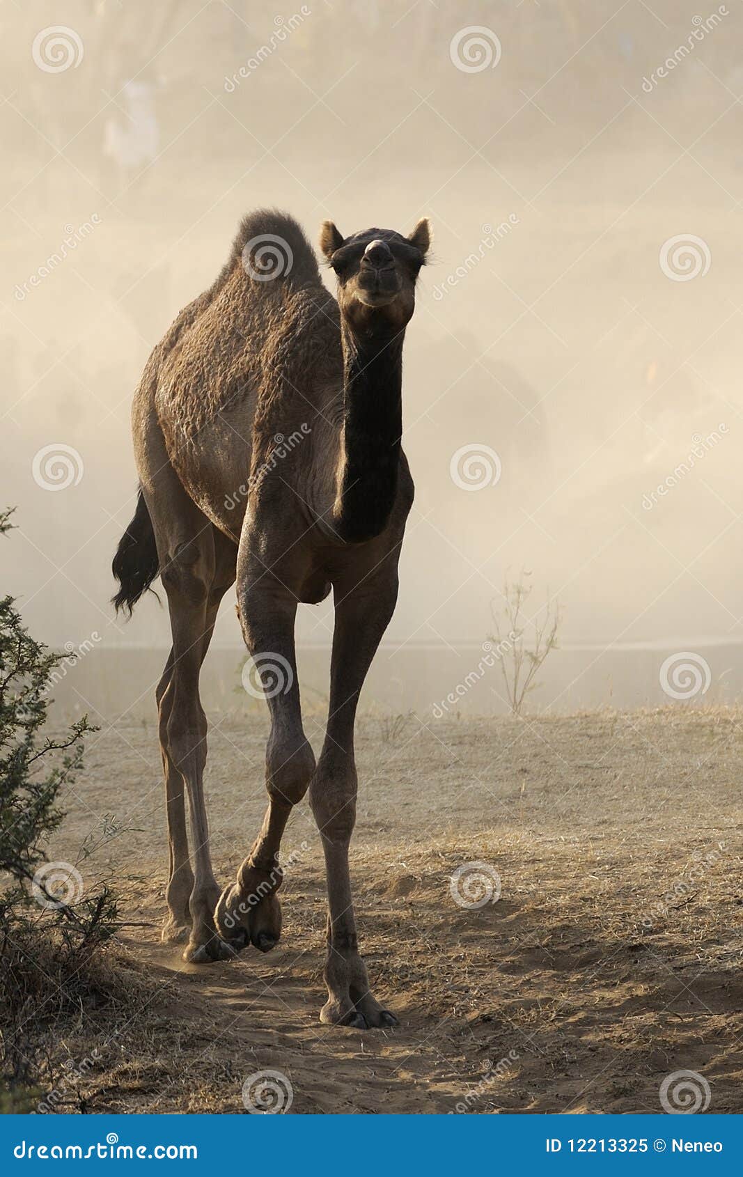 Dromedary camel calf stock image. Image of outdoors, walks - 12213325
