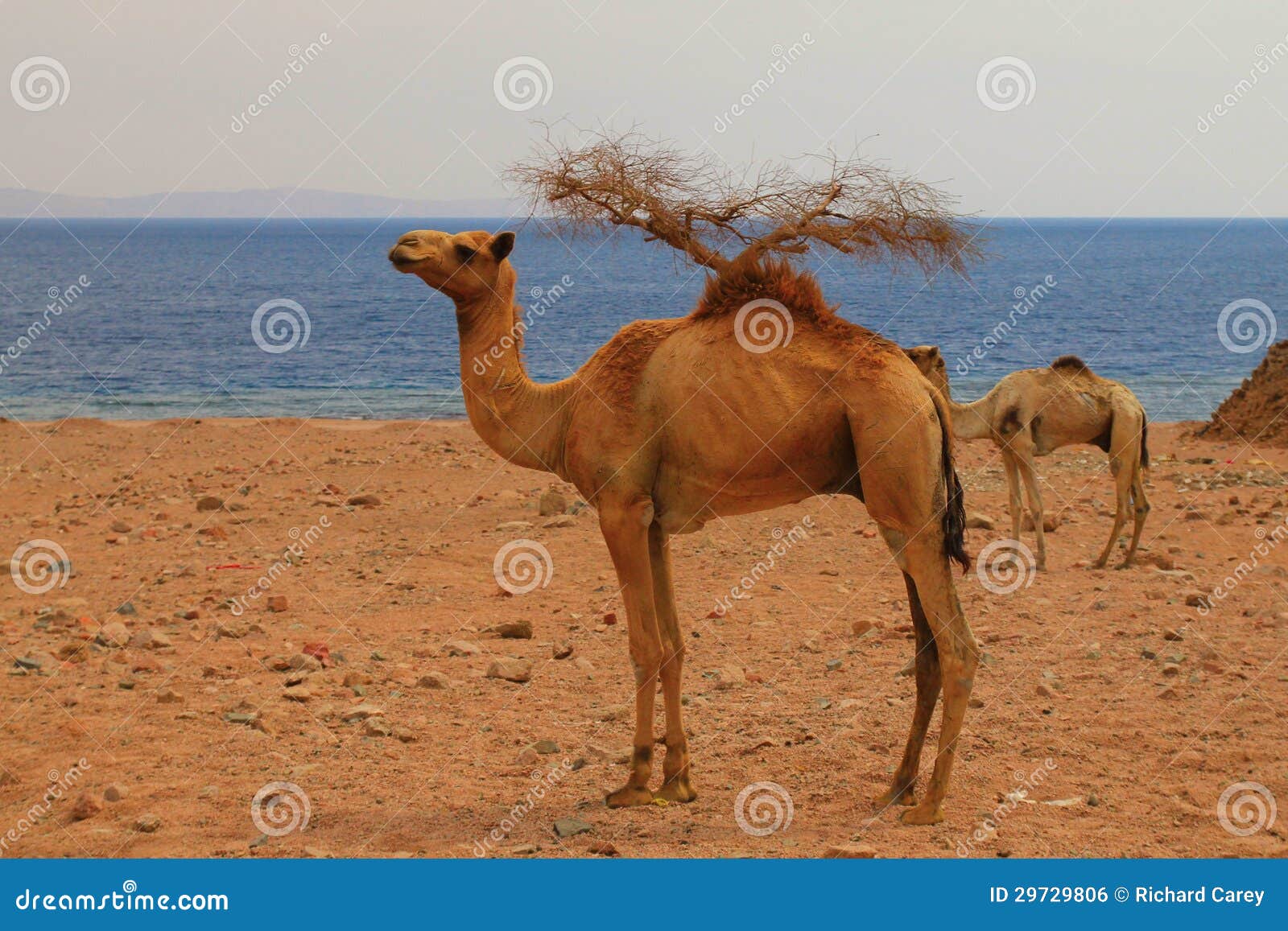 Camel stock photo. Image of wildlife, desert, sinai, camel - 29729806