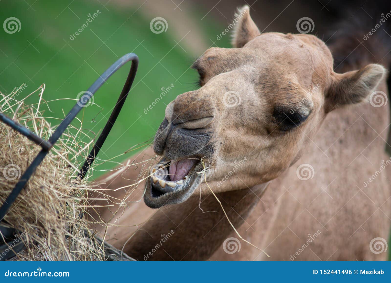 Camel stock photo. Image of hoofed, camel, farm, chew - 152441496