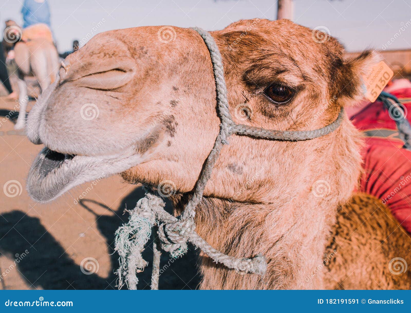 Dromedary Camel Face Close-up Stock Image - Image of camelus, animal: 182191591