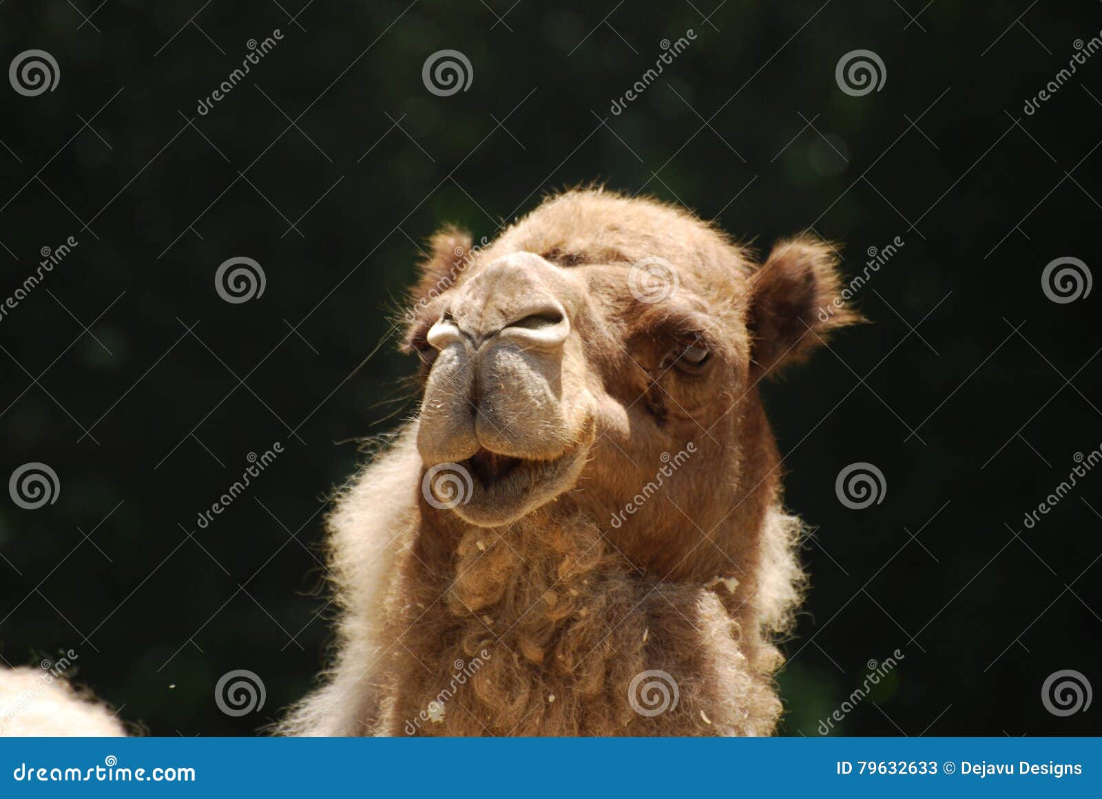 Dromedary Camel Face Up Close Stock Image - Image of bactrian, cammel ...