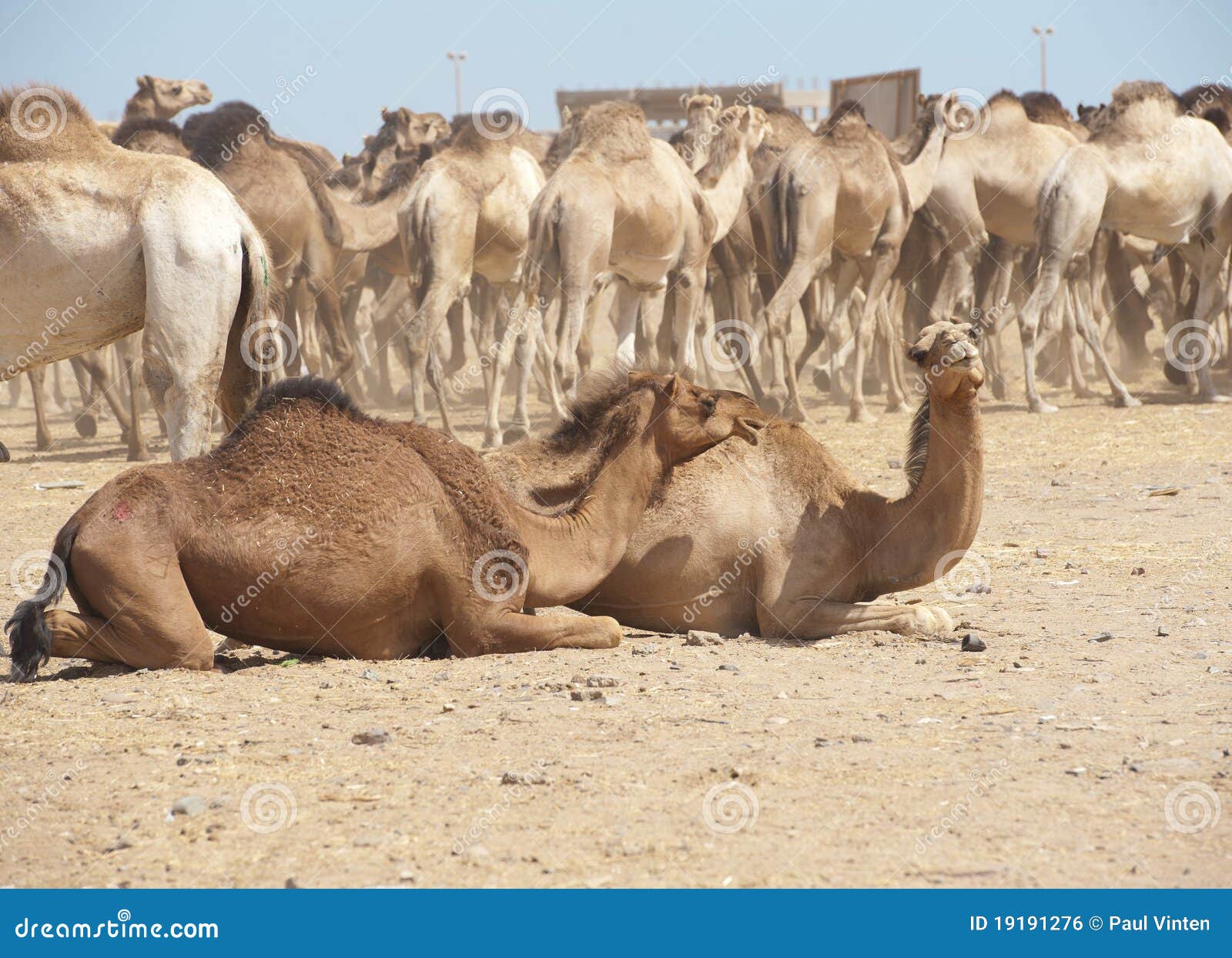 Dromedary Camel and Goat at a Market Stock Photo - Image of culture ...