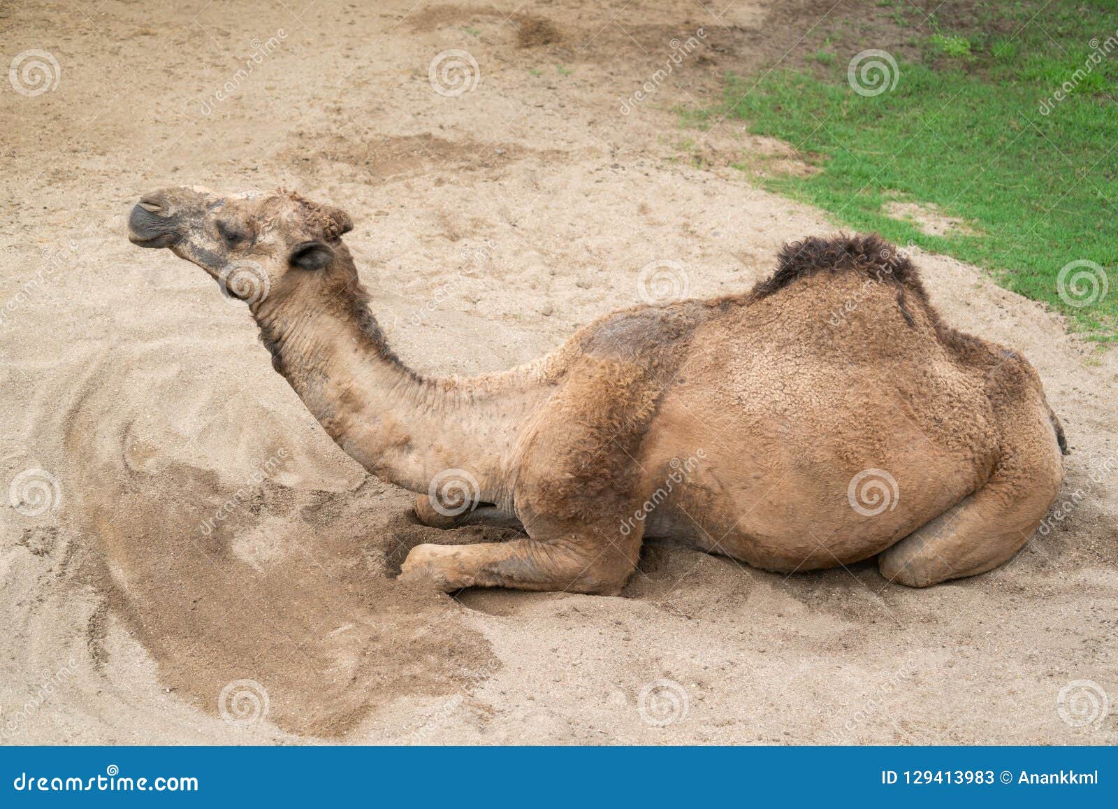 Dromedary Camel Lying on Sand Stock Image - Image of africa, safari ...