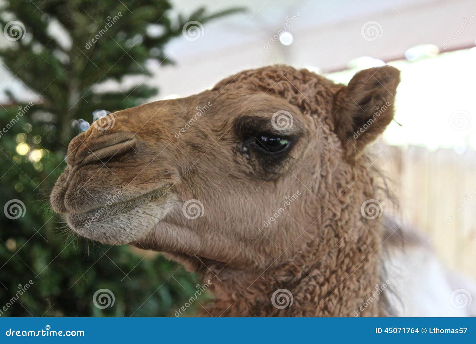 Dromedary Camel s profile stock photo. Image of pack - 45071764