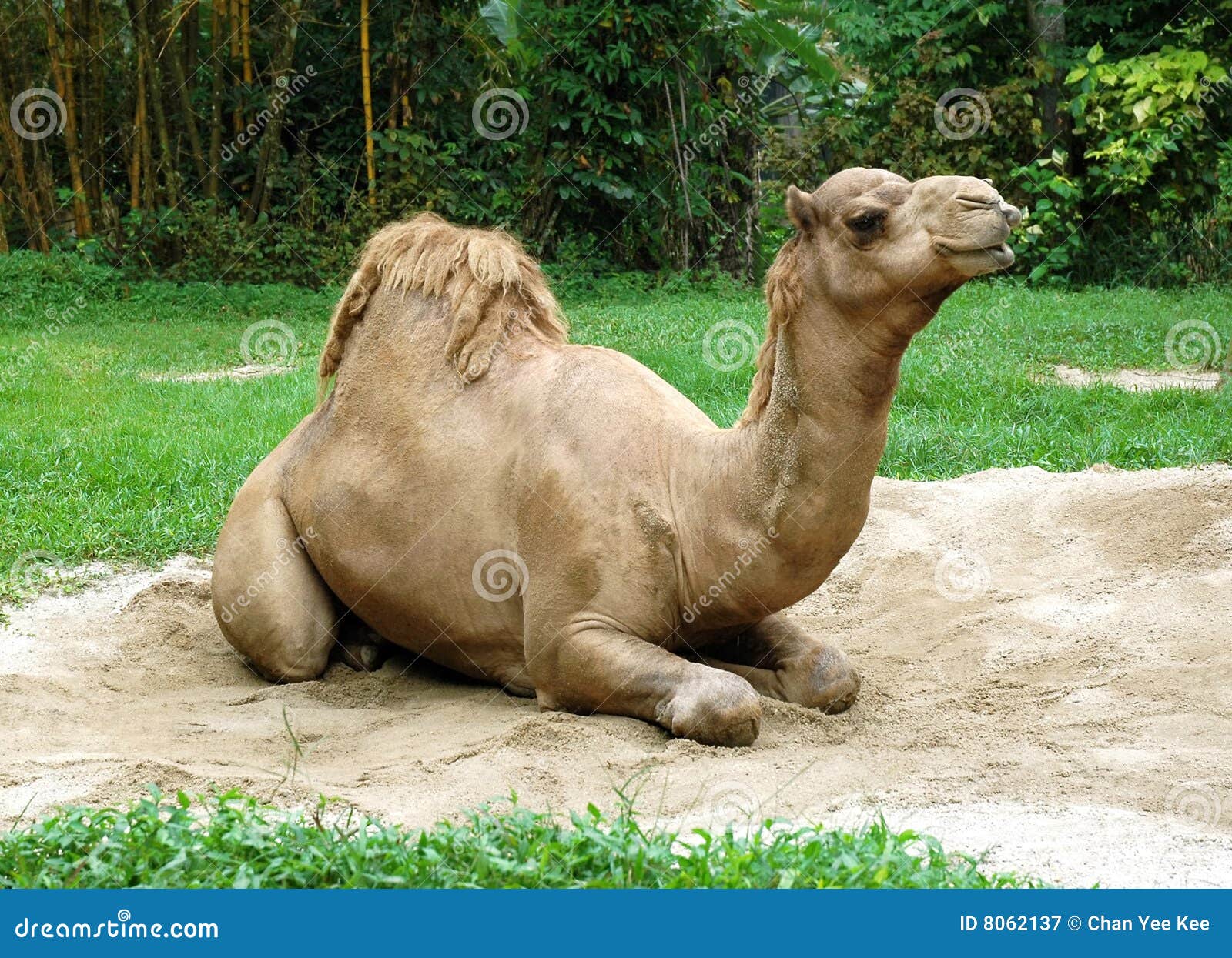 Dromedary Camel Stock Photography | CartoonDealer.com #90696392