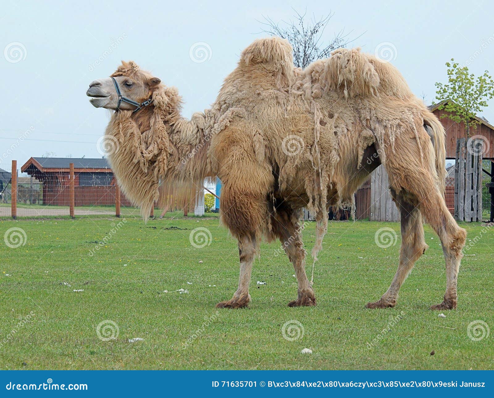 Dromedary camel. stock image. Image of outdoor, spring - 71635701