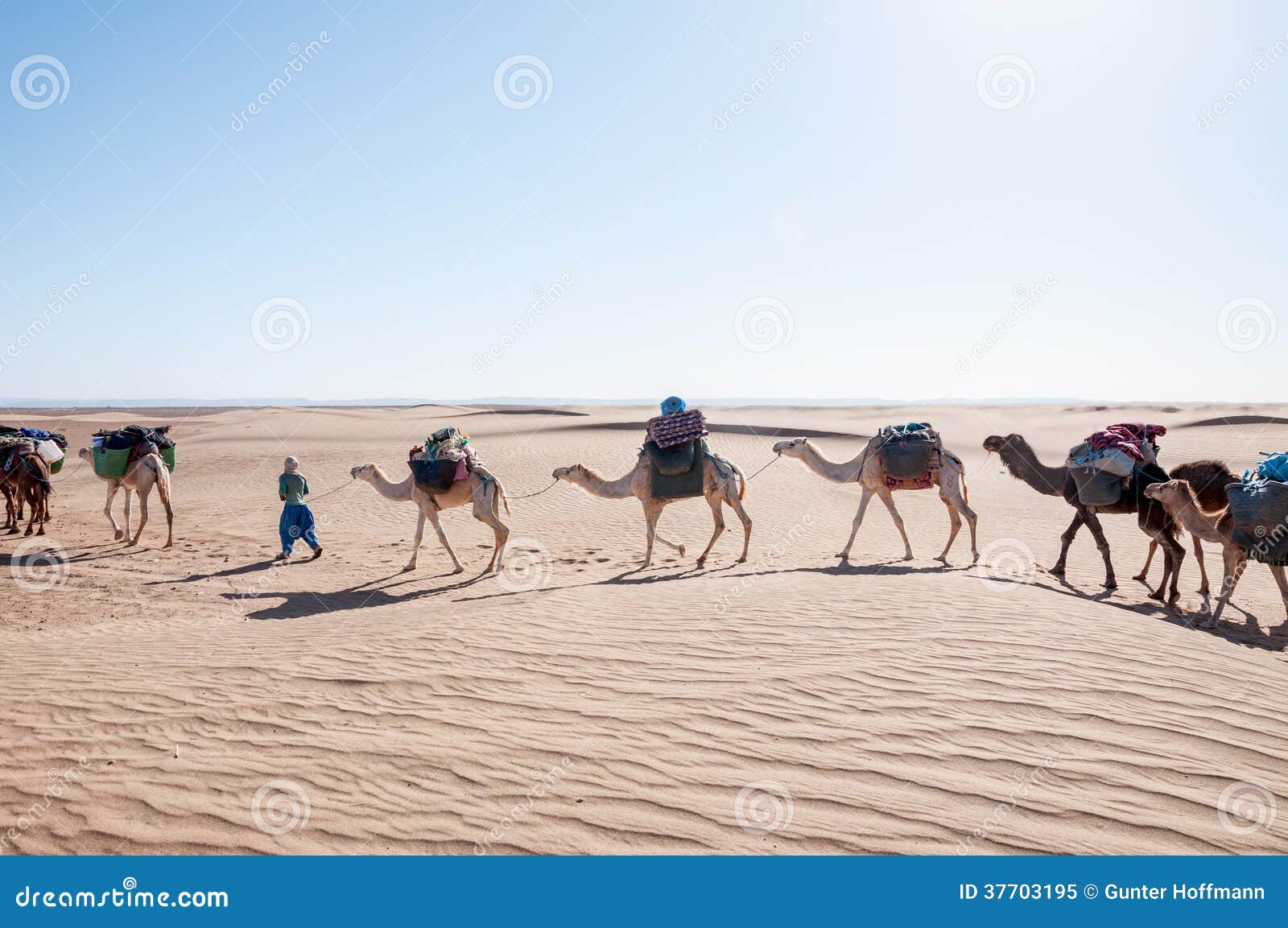 Dromedary Caravan, Hamada Du Draa (Morocco) Stock Image - Image of ...
