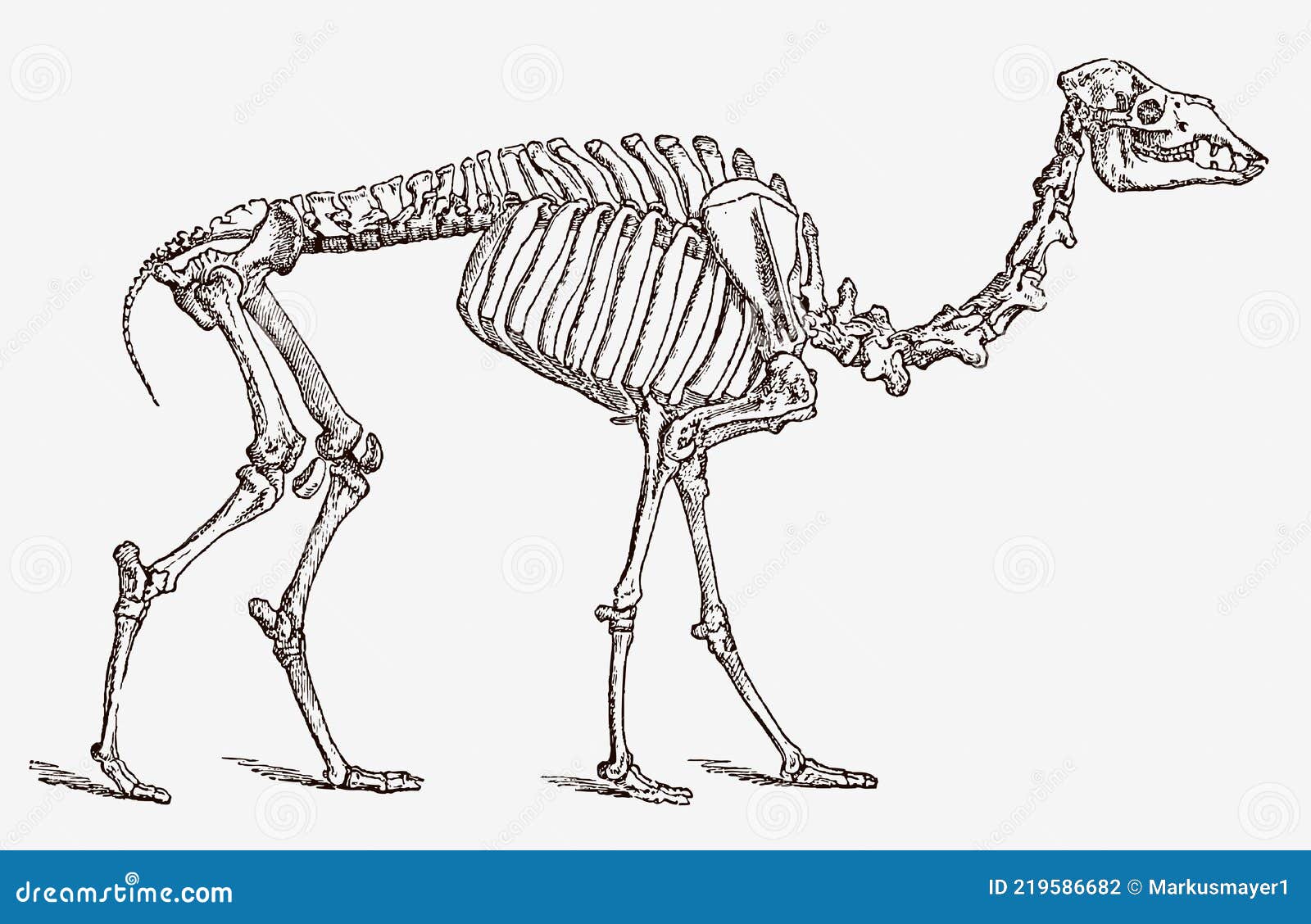 Camel Skeleton, Vintage Engraving Vector Illustration | CartoonDealer ...