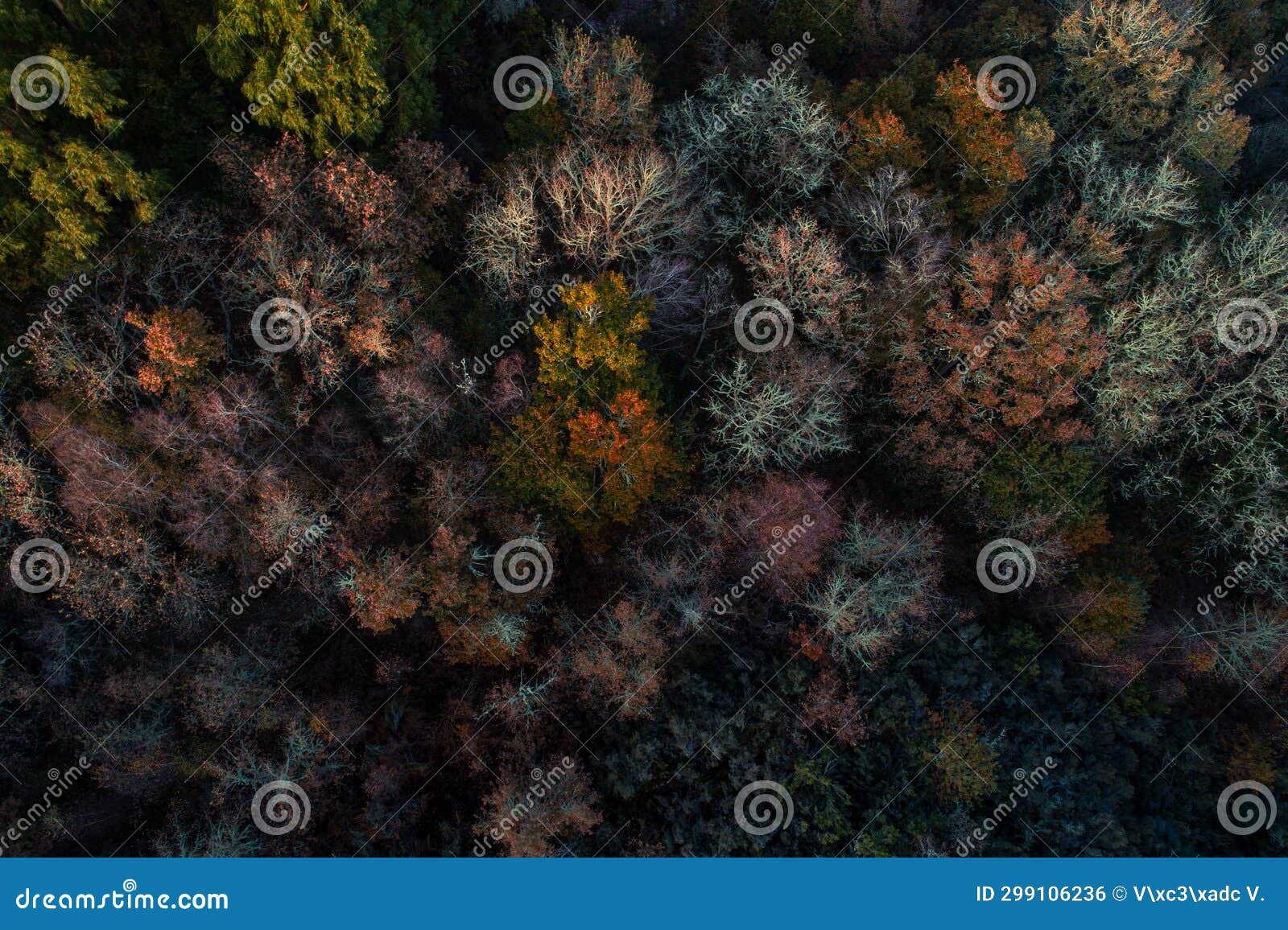 Aerial View of a Deciduous Forest in Fall Stock Photo - Image of autumn, environment: 299106236