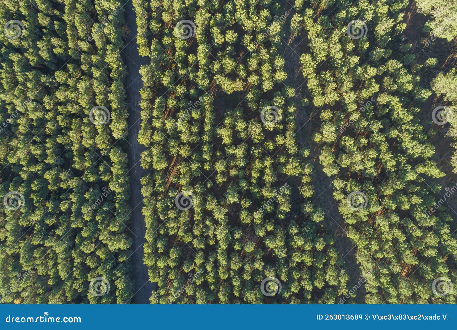 Drone Aerial View of a Large Pine Tree Plantation Stock Image - Image ...