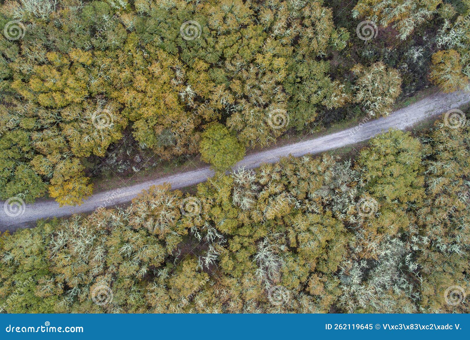 Drone Aerial View of a Road in an Oak Forest in Autumn Stock Image ...