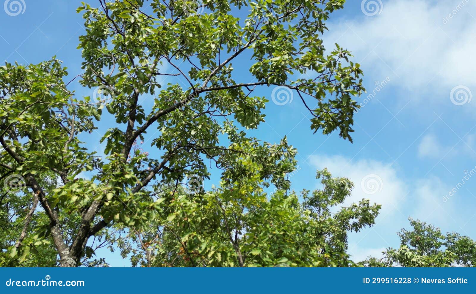 Aerial Ascending Shot of an Oak Tree Decidious Forest Ending with a Jib ...