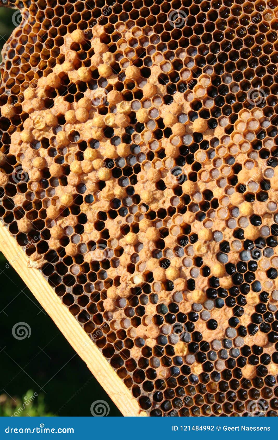 Honeybees On Brood Comb Royalty-Free Stock Image | CartoonDealer.com ...