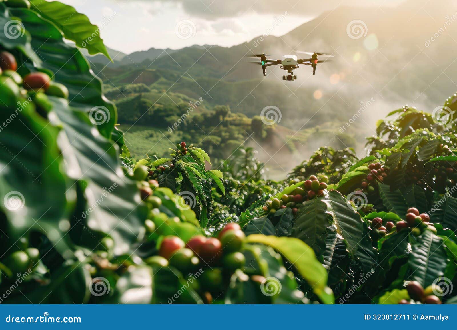 Drone Checking and Observing Coffee Trees, Smart Technologies in ...