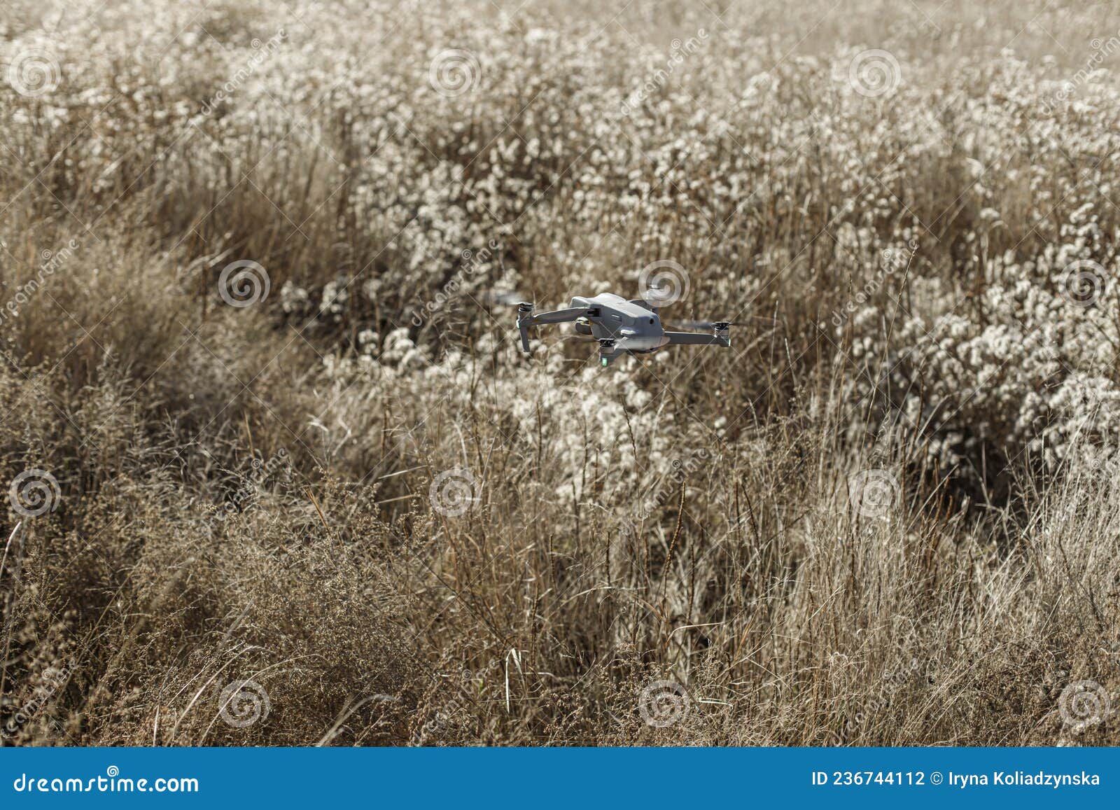 Drone with a Digital Camera Flies Over a Yellow Field, Modern Unmanned ...