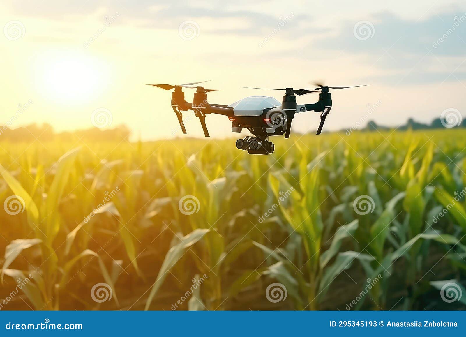 Drone Explores Smart Farming Technology in Corn Field Stock ...