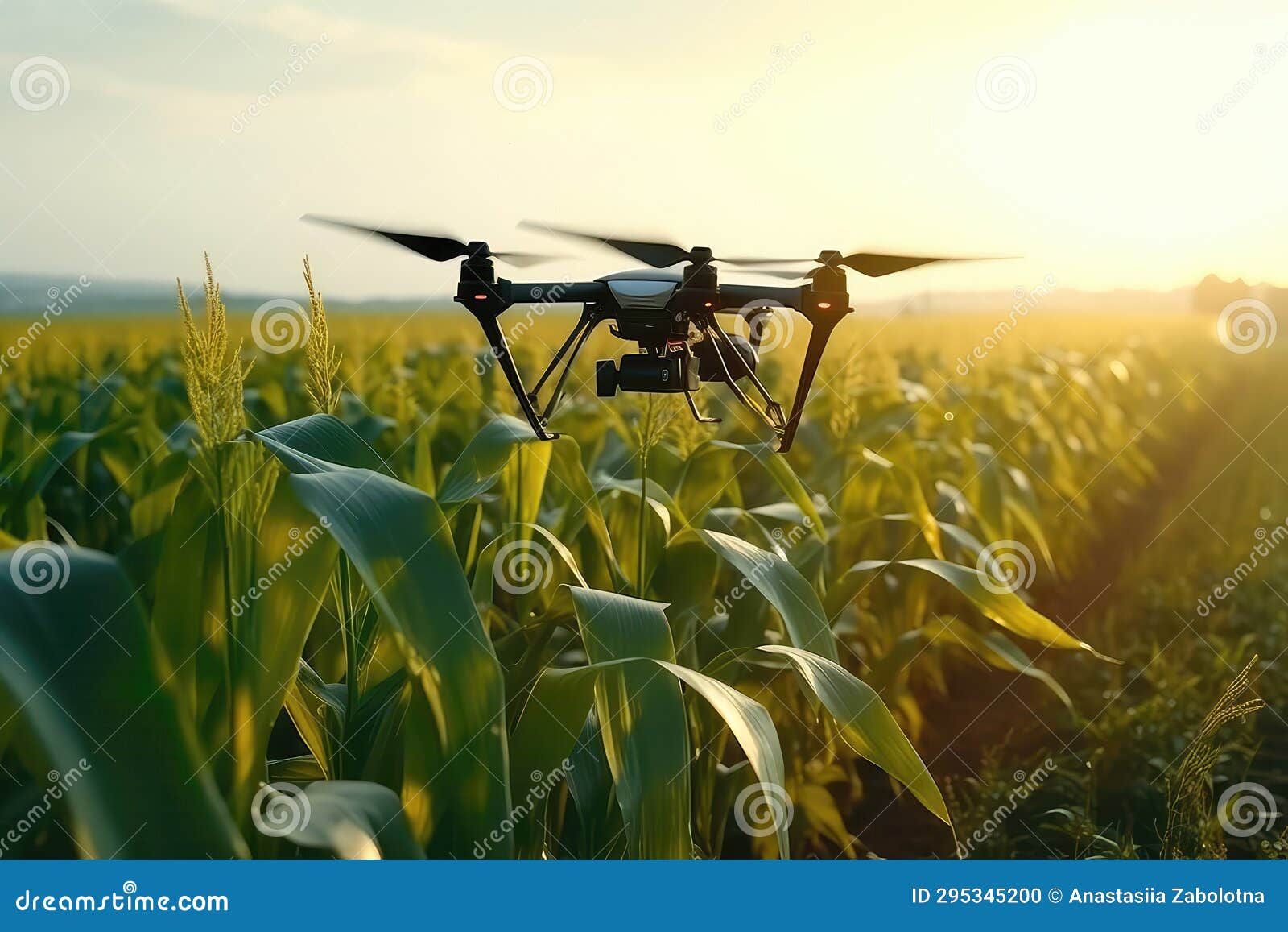 Drone Explores Smart Farming Technology in Corn Field Stock ...