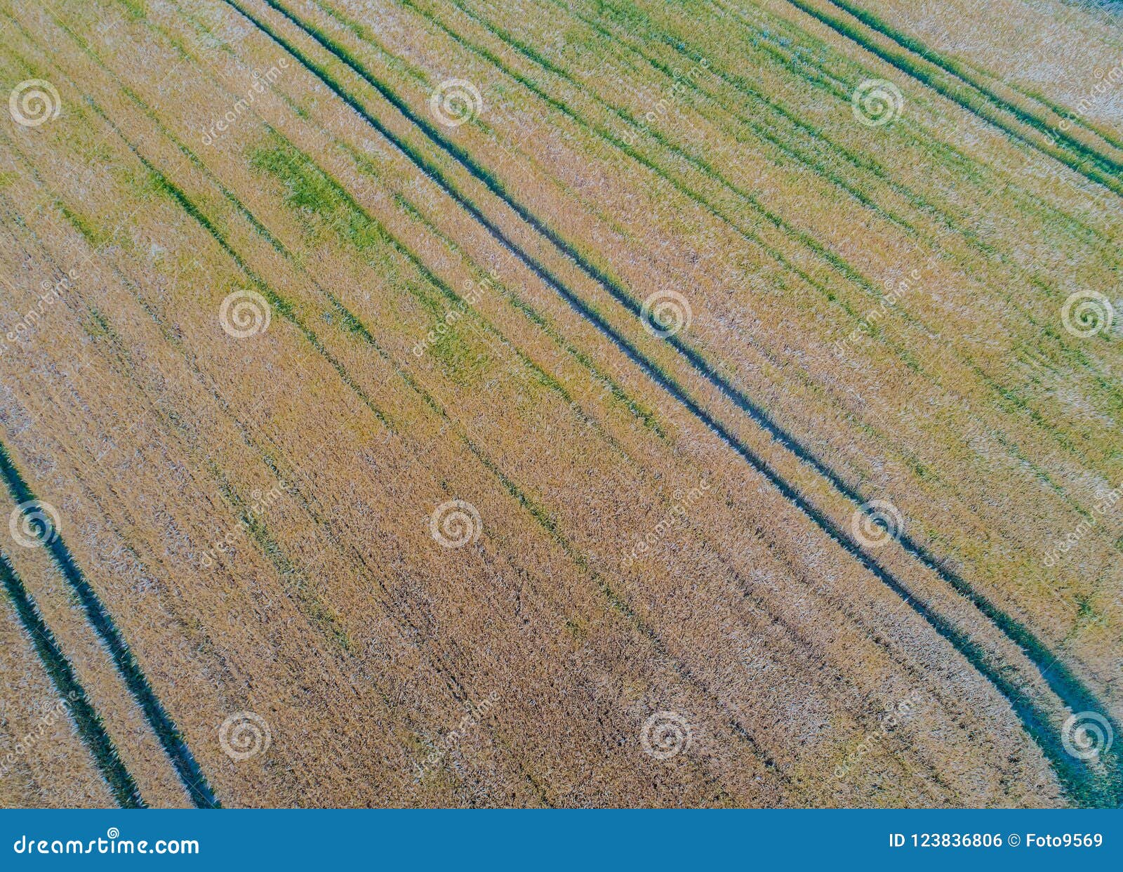 Drone Flight and Aerial View Over a Corn Field Stock Photo - Image of ...