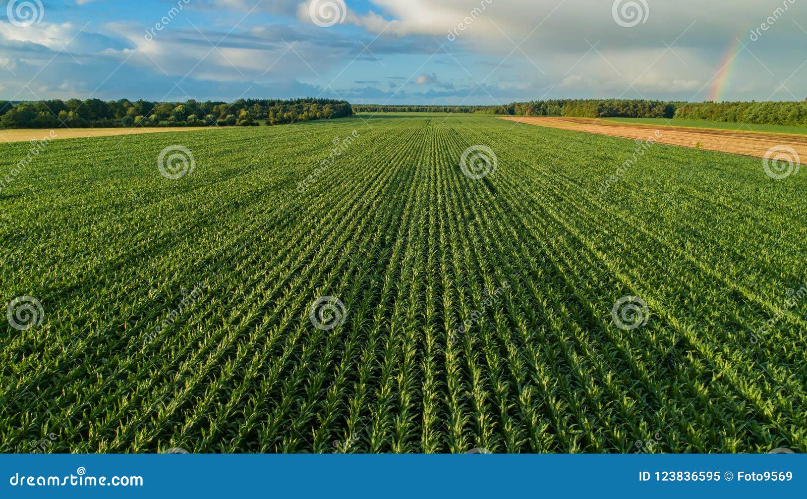 Drone Flight and Aerial View Over a Corn Field Stock Image - Image of ... Drone Flight and Aerial View Over a Corn Field Stock Image - Image of ...