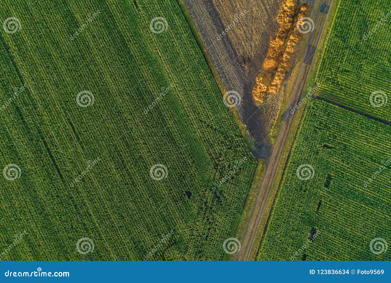 Drone Flight and Aerial View Over a Corn Field Stock Photo - Image of ...