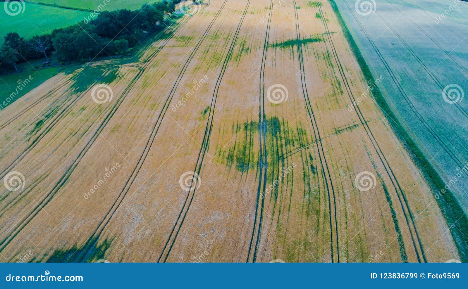 Drone Flight and Aerial View Over a Corn Field Stock Image - Image of ...
