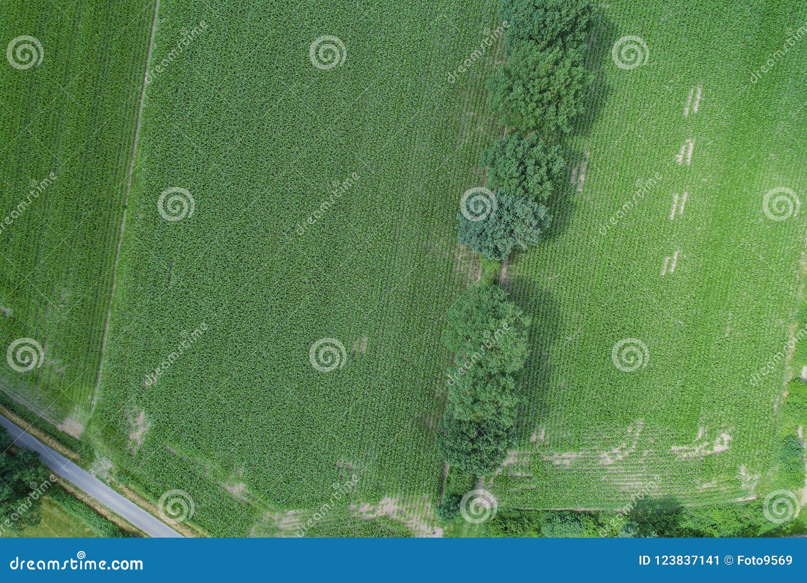 Drone Flight and Aerial View Over a Corn Field Stock Image - Image of ... Drone Flight and Aerial View Over a Corn Field Stock Image - Image of ...