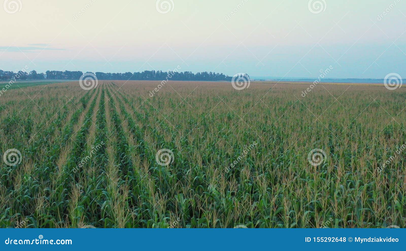 Drone Flight Over the Corn Field at Sunrise. Stock Photo - Image of ...