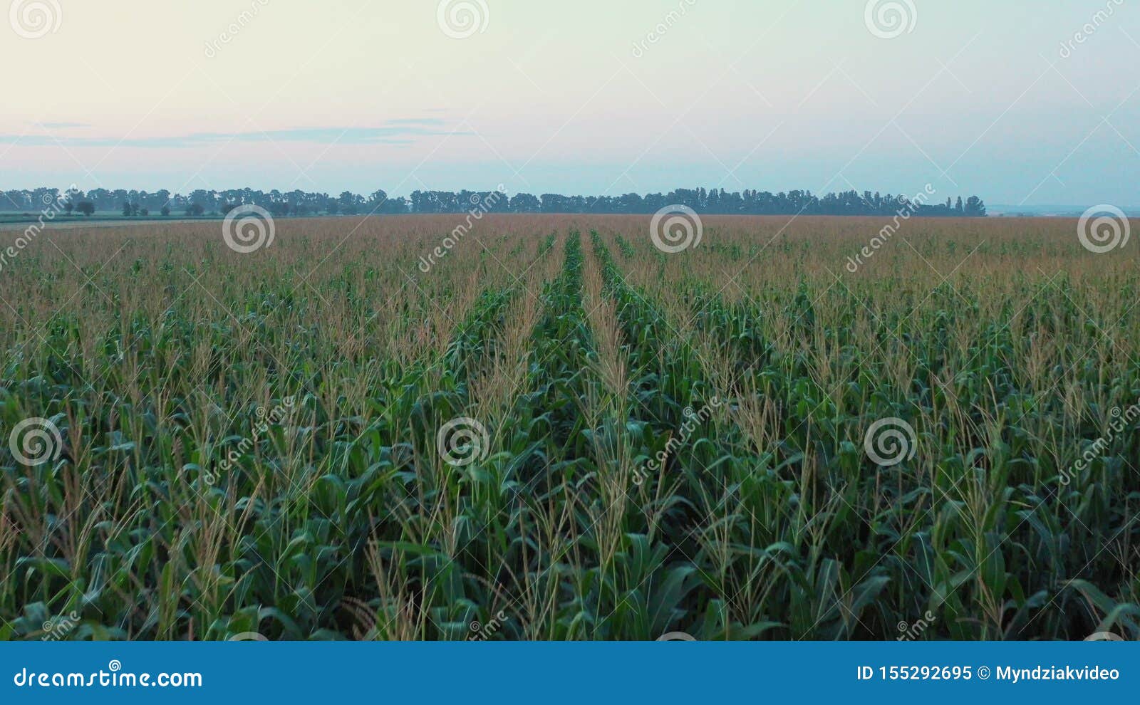 Drone Flight Over the Corn Field at Sunrise. Stock Image - Image of ...