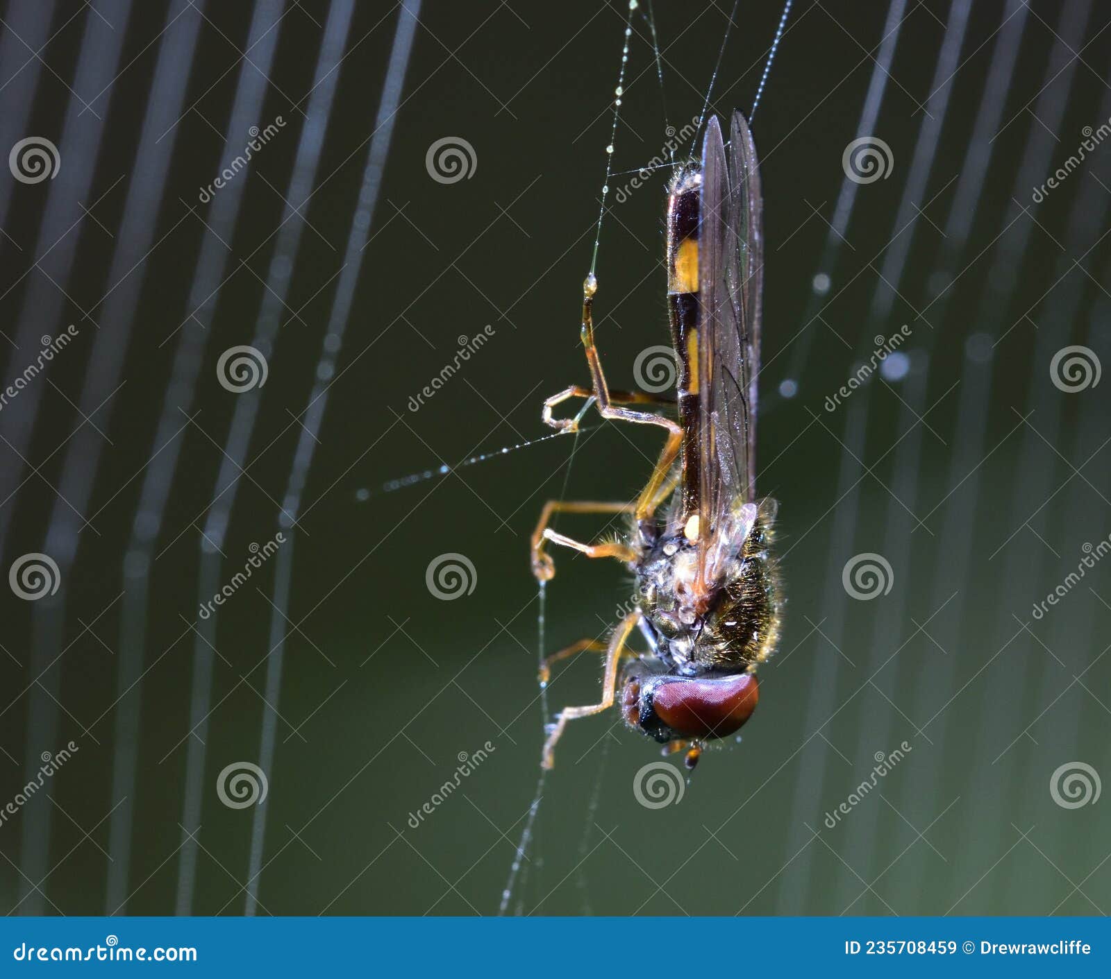 Dronefly Hanging on a Spiders Web Stock Image - Image of garden, plum ...