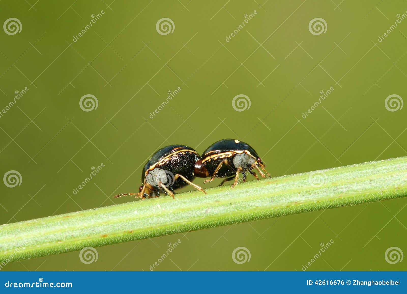 Drone fly stock photo. Image of animal, wild, insect - 42616676