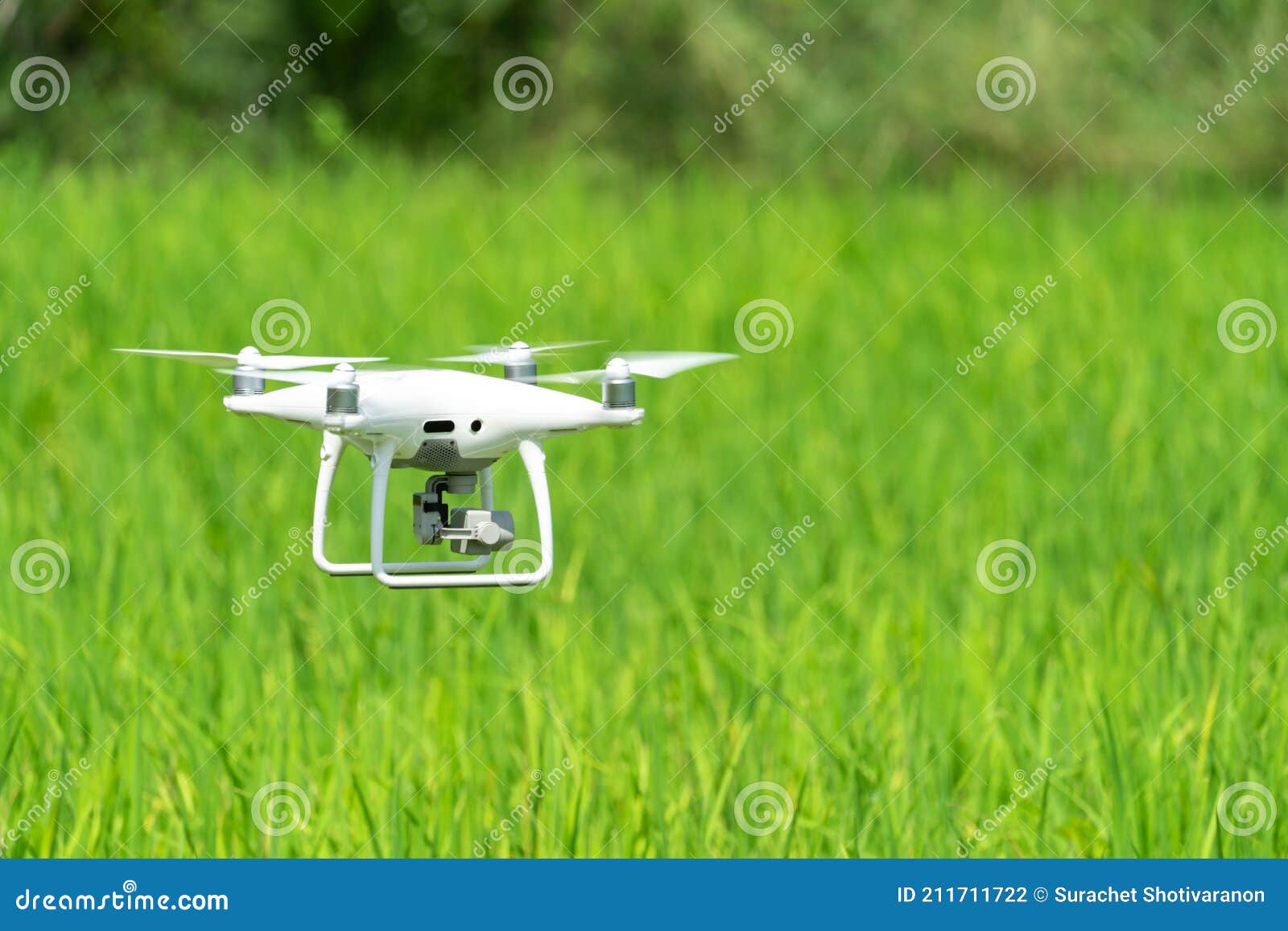 Drone is Flying on the Green Paddy Rice Field Stock Photo - Image of ...