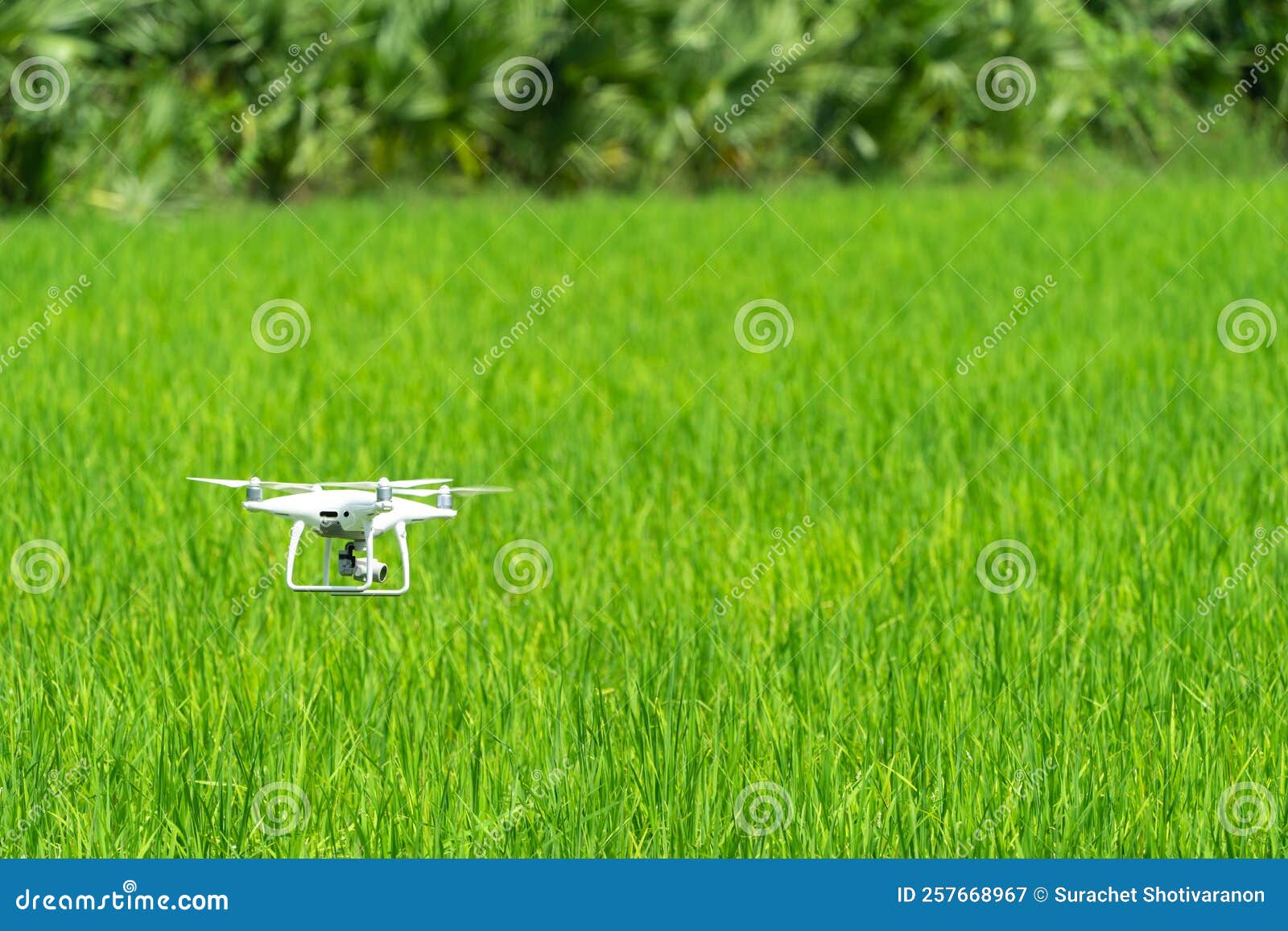 Drone is Flying on the Green Paddy Rice Field Stock Image - Image of ...