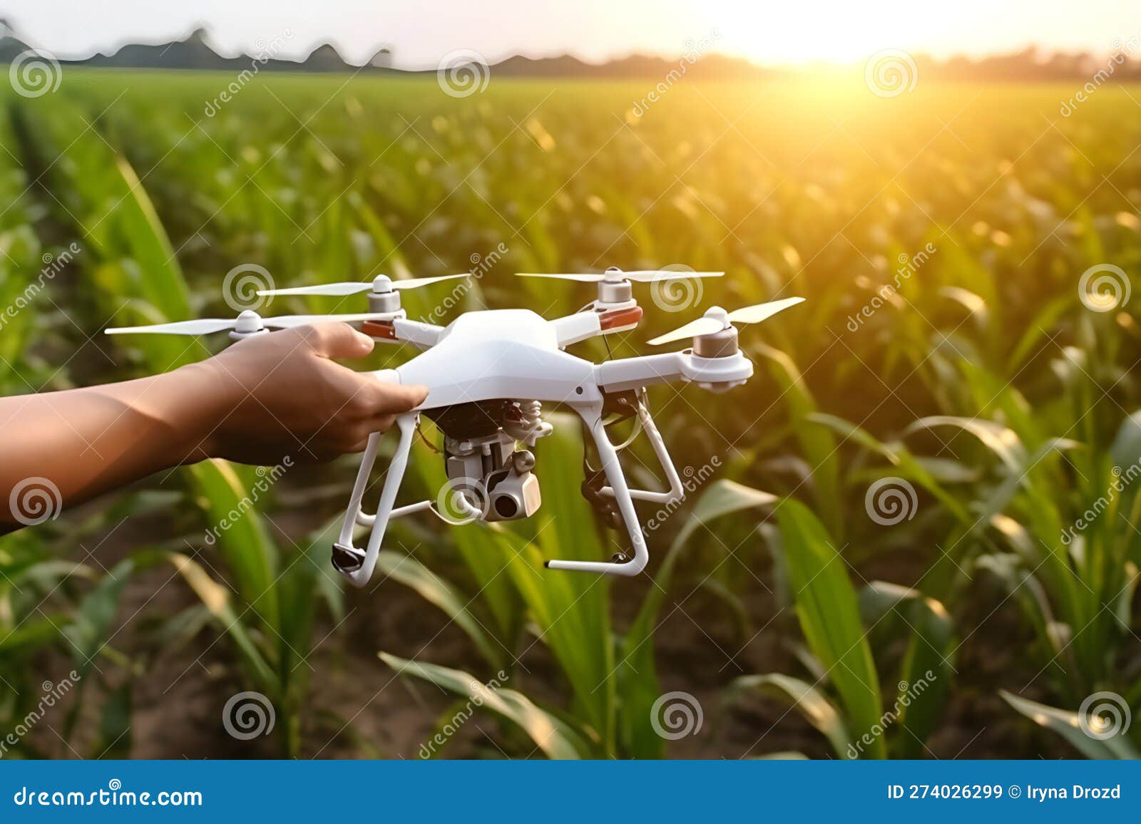 Drone Flying Over Corn Fields with Sprayed Fertilizer. Agriculture of ...