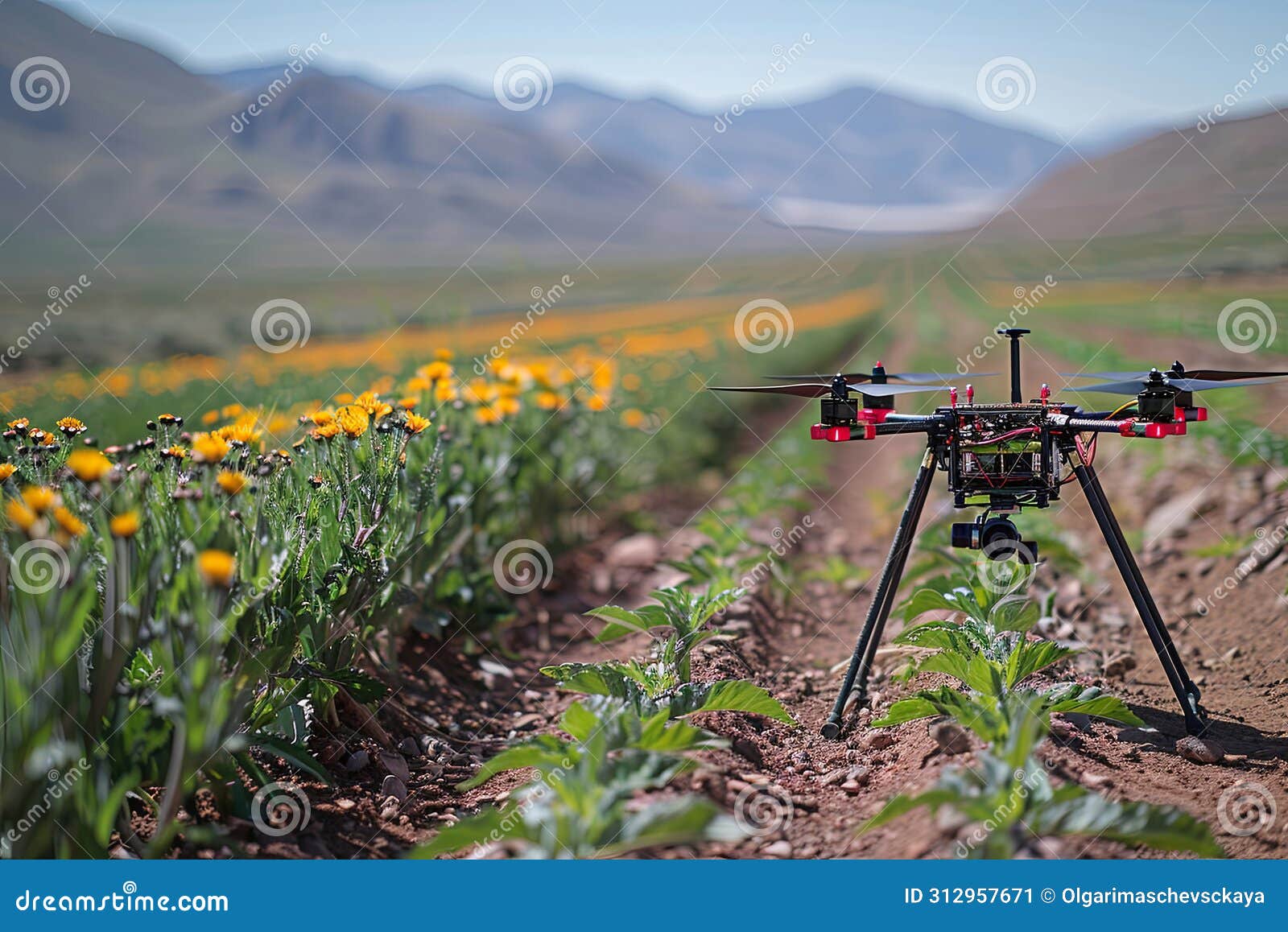Drone is Flying Over a Field of Green Plants. Precision and Efficiency ...