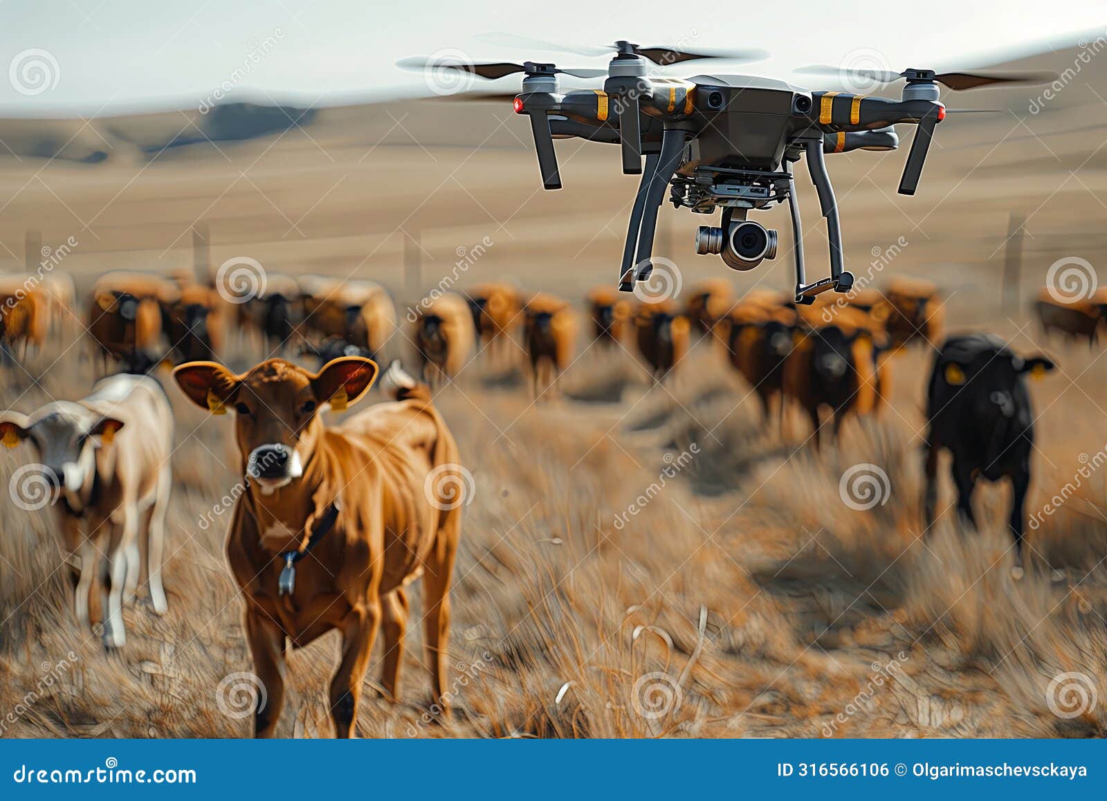Smart Cows Farm, Smartphone With Wi-Fi And Cow, Logo Template. Animal ...