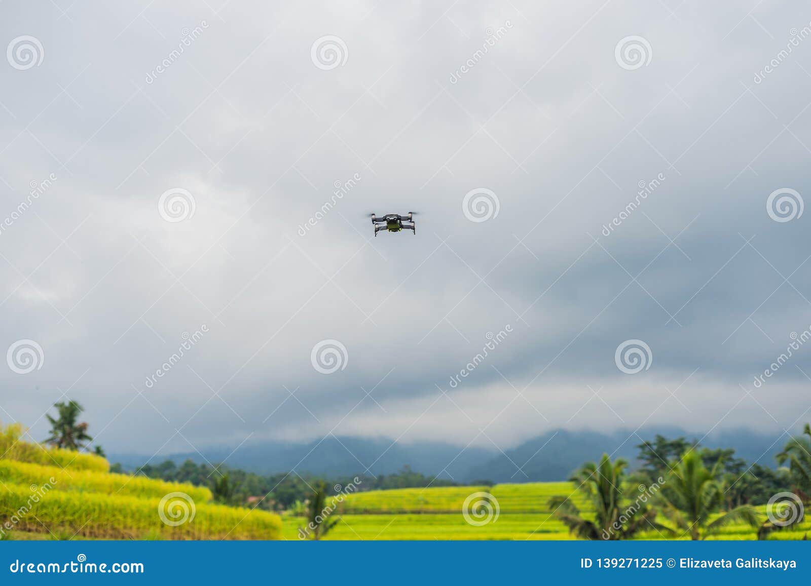 The Drone is Flying Over the Rice Field. the Flight of a Quadrocopter ...