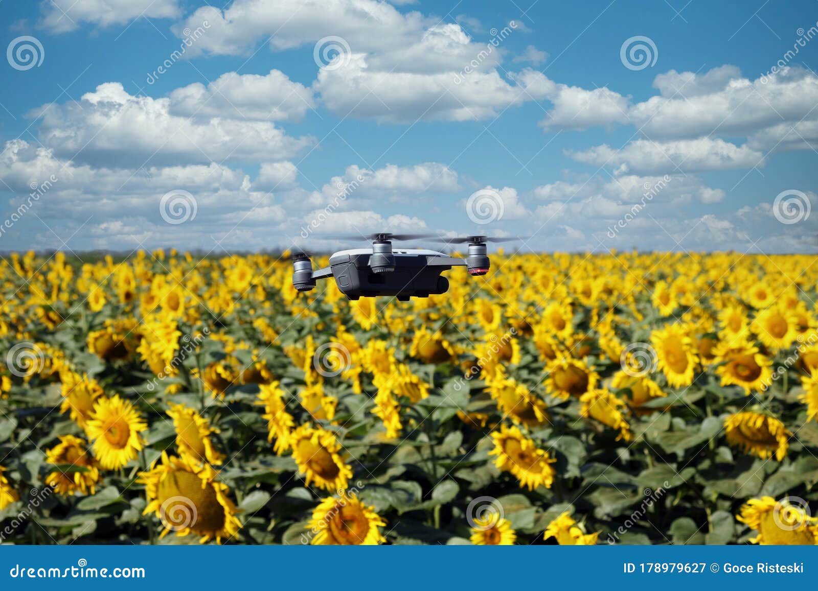 The Drone is Flying Over the Sunflower Field Stock Image - Image of ...