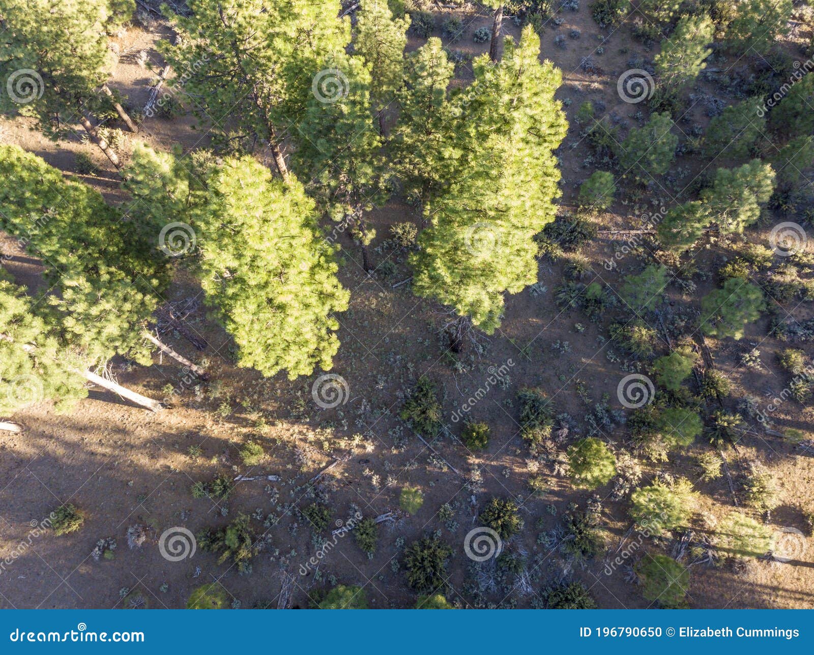 Drone Flying Trees and Mountains Nevada Backcountry Top Down View Stock ...