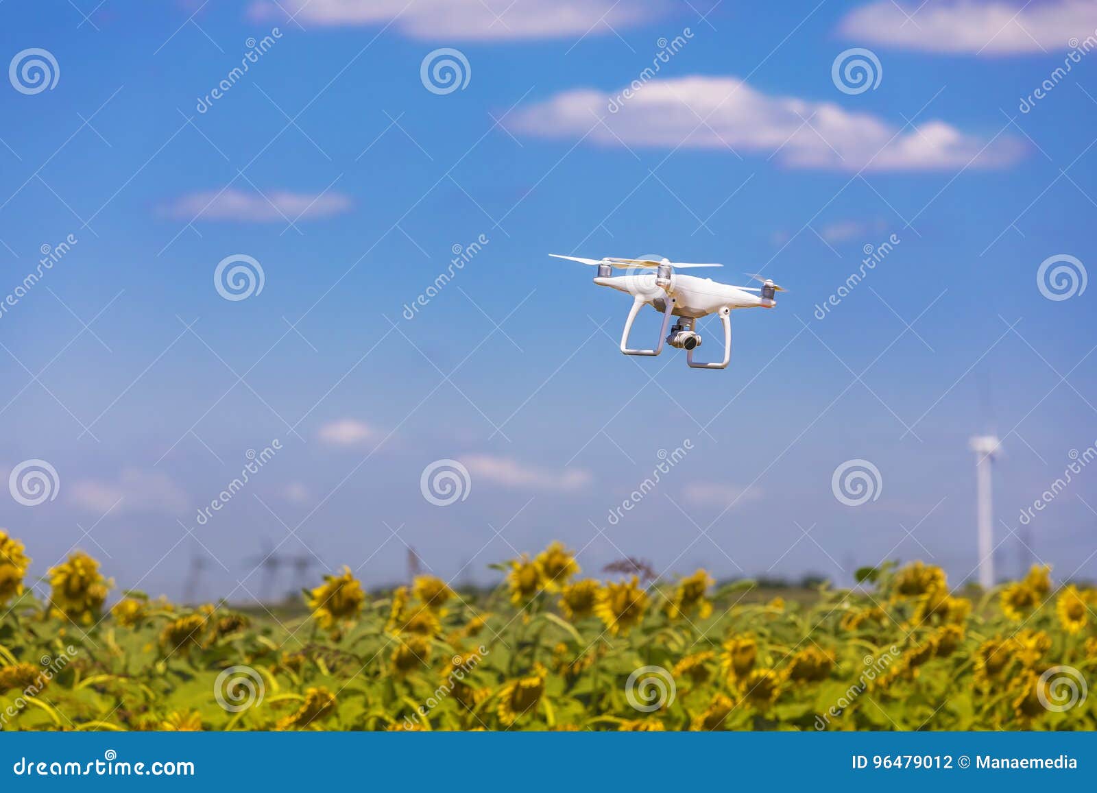 Drone Hovering Over Sunflower Field Stock Photo - Image of partly ...