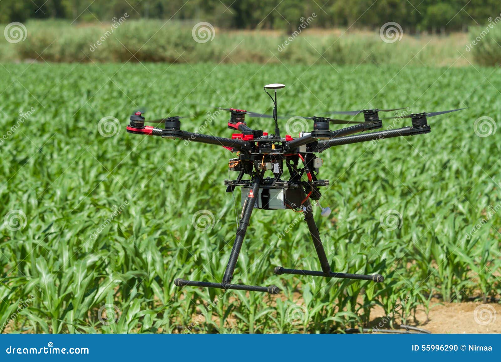 Drone Hovering Over Young Corn Plantation Stock Photo - Image of corn ...