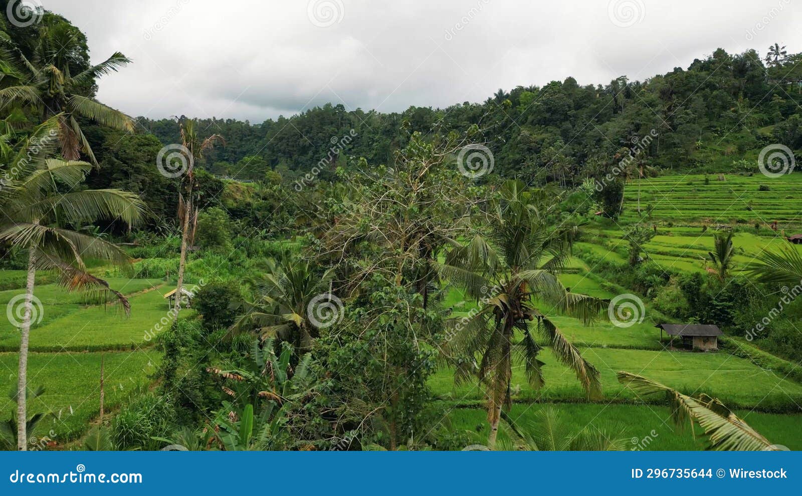 Drone Landscape of Tegalalang Rice Field in Bali. Stock Footage - Video ...
